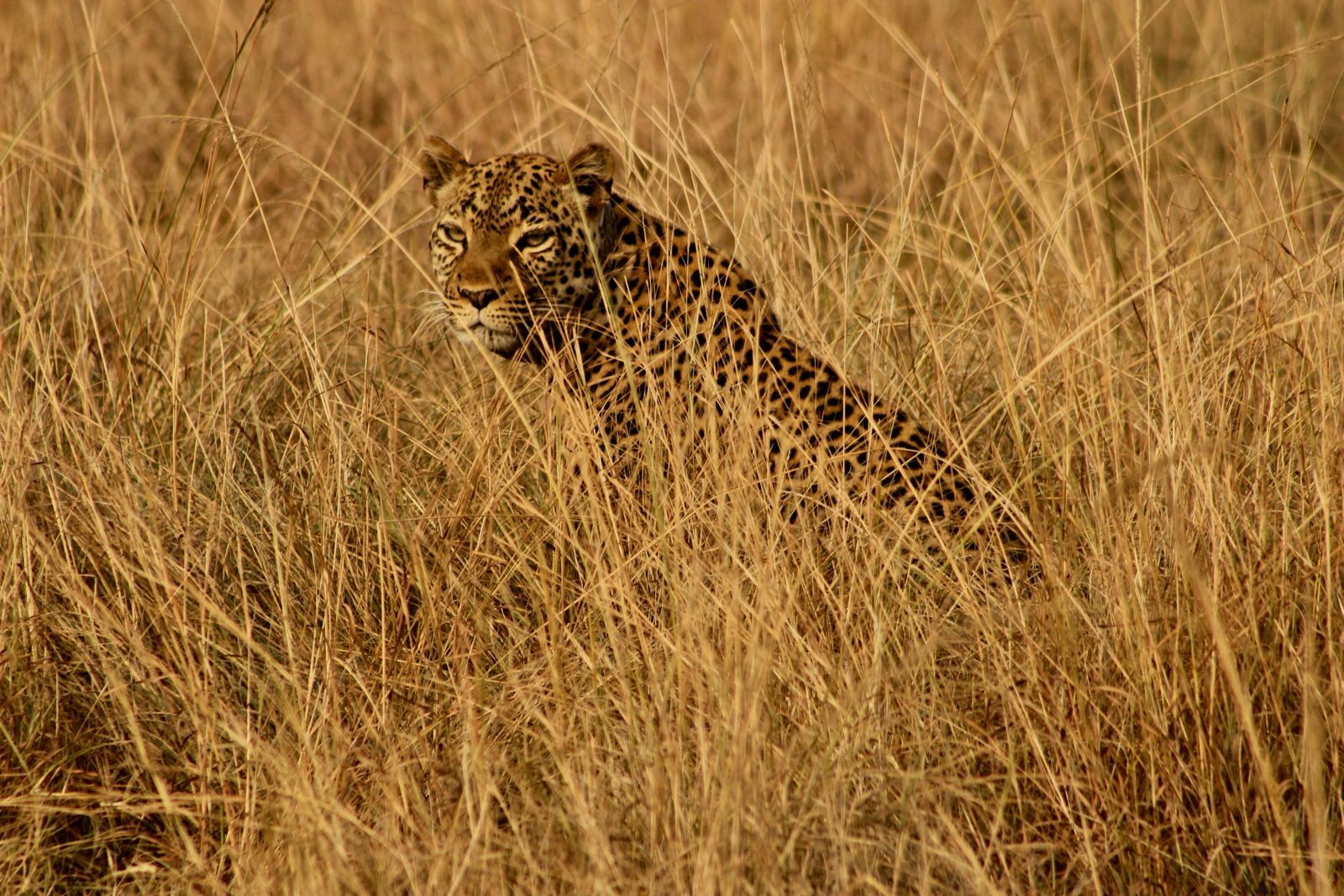 Dieren in Oeganda | Op Safari | Yako Africa